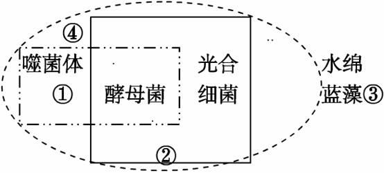 24下列有关①②③④四个框图内所包括生物的共同特征的叙述 正确的是 A框图①青夏教育精英家教网
