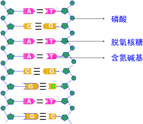  DNA 5 DNA 