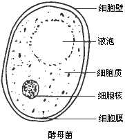 细菌是单细胞个体 进行生殖时 一个细胞分裂成两个细胞 这样的生殖方式属于 A孢子生殖B分裂生殖C出芽生殖D有性生殖青夏教育精英